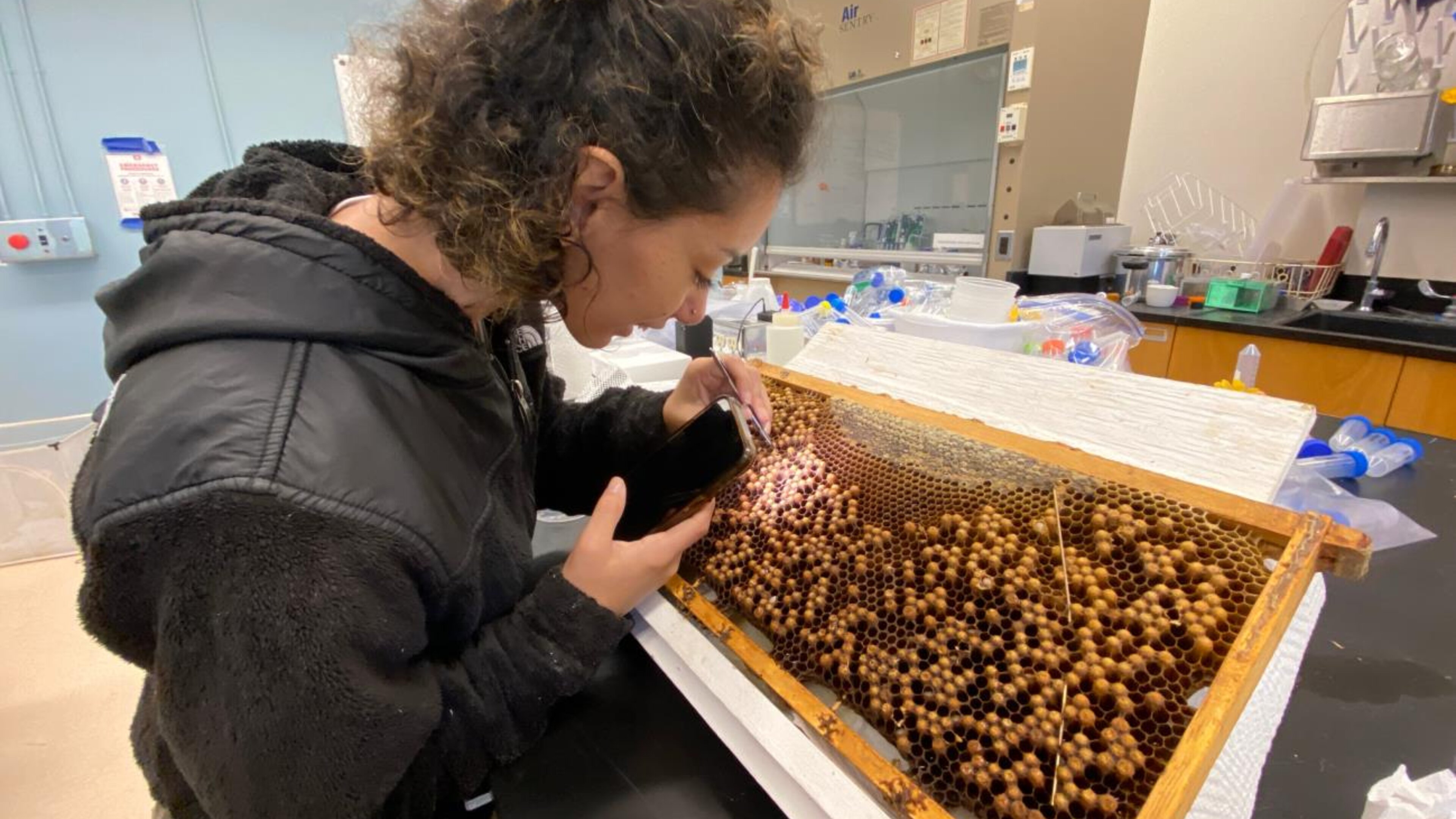 Research Projects | Bee Lab | Nebraska